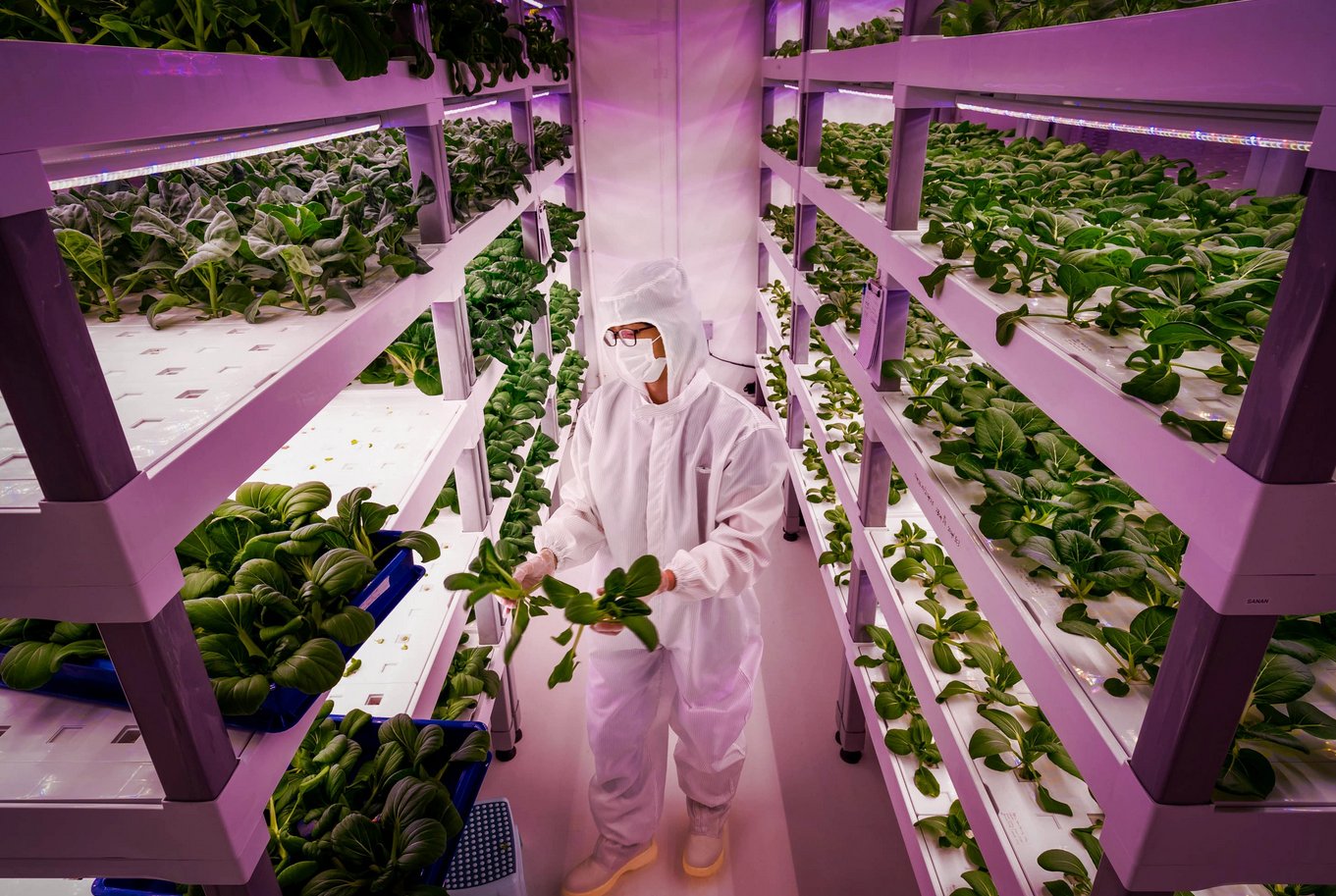 Vertical Farming and Food Security